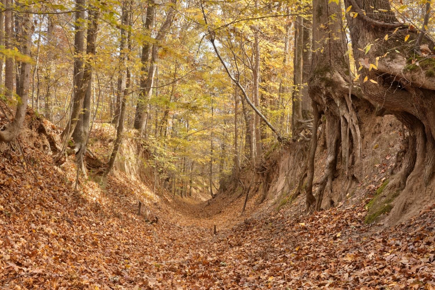 The Cherokee People and the Trail of Tears: High School Lesson Plan ...