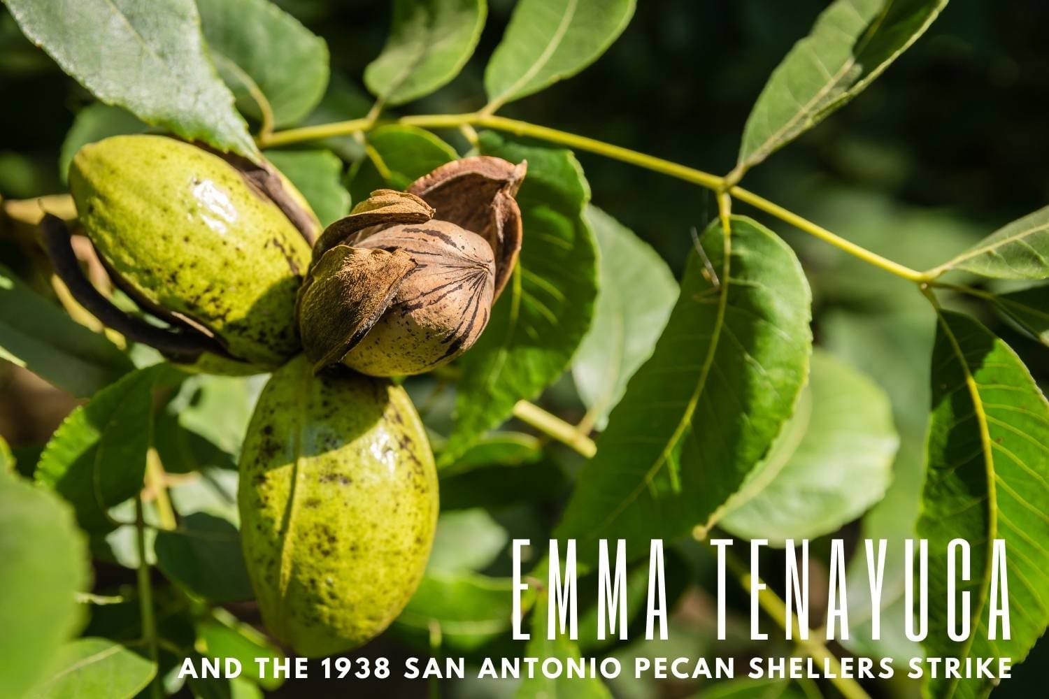 Emma Tenayuca and the 1938 San Antonio Pecan Shellers Strike - We All ...